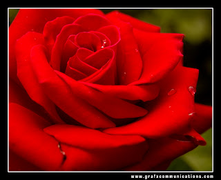 MOON FLOWER'S STORY COLLECTION: 18. The Proud Red Rose