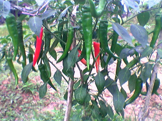 Alam Hijau: Projek Bumi Hijau