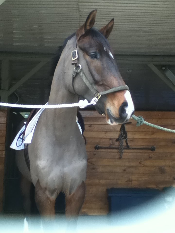 MK EQUESTRIAN : Some pics from Pine Ridge Stables in Aiken...week 1