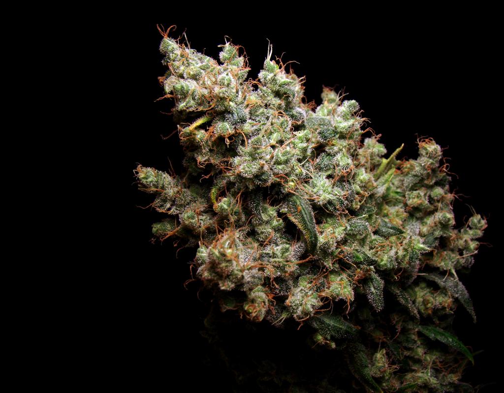 The Safer Drug Blog: Bud Shots