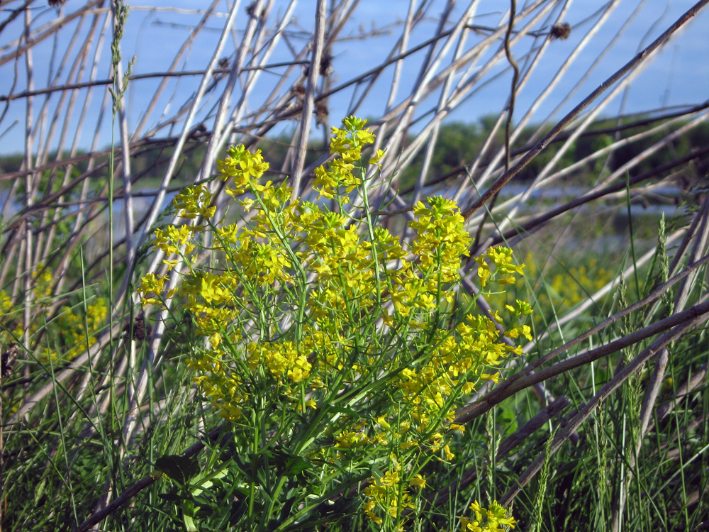 The Lucas Countyan: Yellow rocket