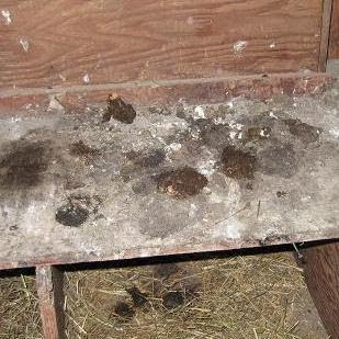 Natural Earth Farm: Poop - Fertilizer and Potty Training