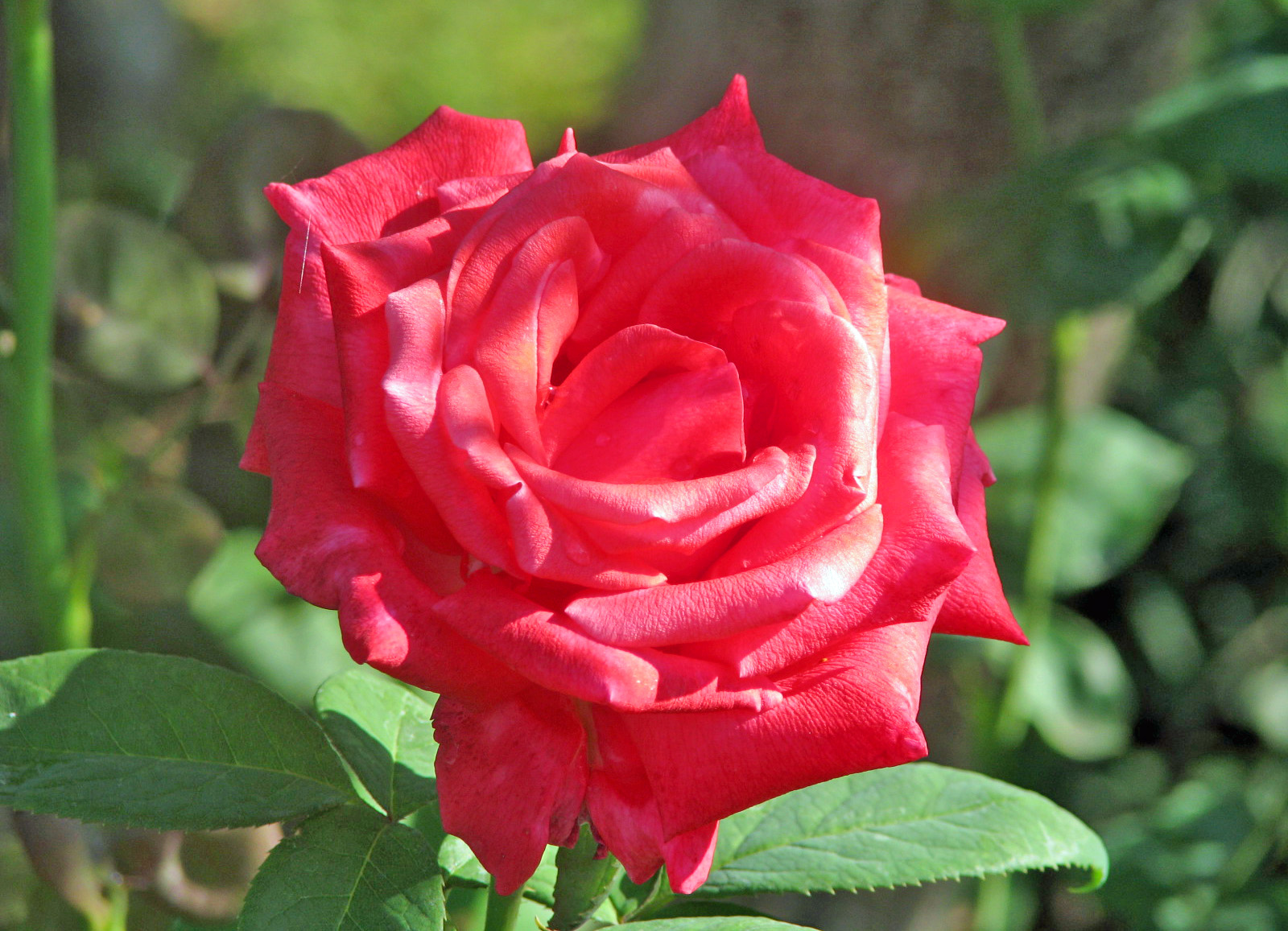 Tulips and Tea: July 2010