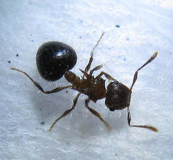 Photos and Info on Ants and Termites of Malaysia: Meranoplus