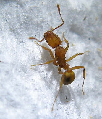 Photos and Info on Ants and Termites of Malaysia: Proatta Butteli