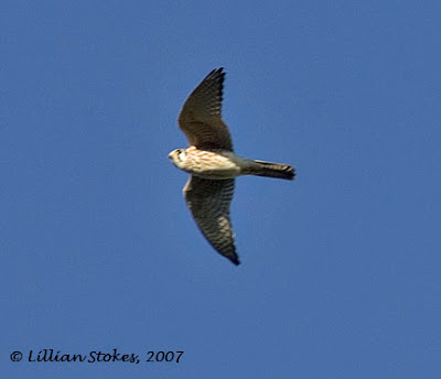 STOKES BIRDING BLOG: Merlins and Kestrels