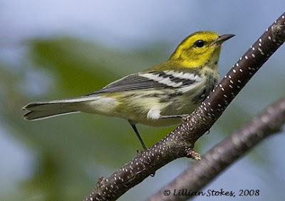STOKES BIRDING BLOG: More Fall Warblers
