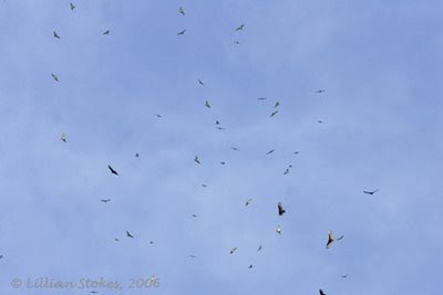 STOKES BIRDING BLOG: Hawk Migration forecast