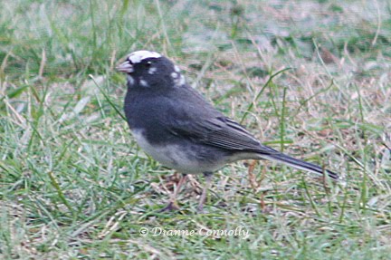 STOKES BIRDING BLOG: White-headed Junco, Speckled Robin, what is this ...