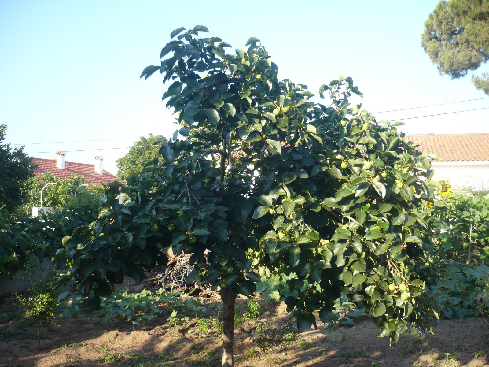 Espaço do João: Diospireiro ou caquizeiro