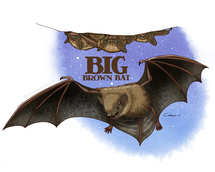 Christina Wald's Design and Illustration Blog: Big Brown Bat T-Shirt Design