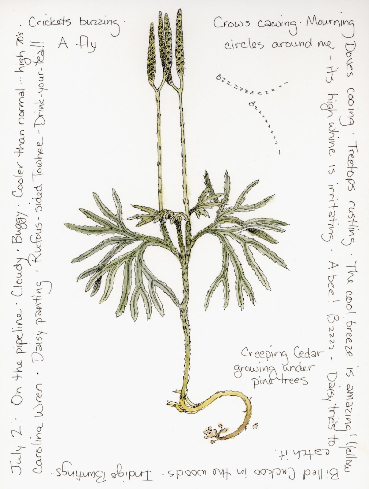 Lycopodium Digitatum