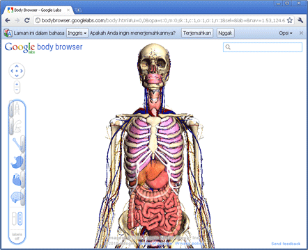 Google Body Browser ~ Room Secret