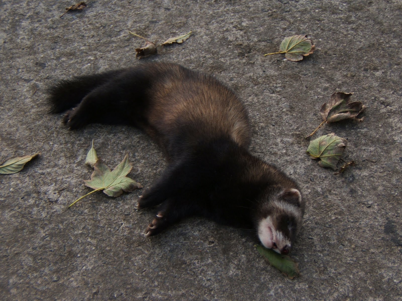 Gower Wildlife Polecat And Mink Road Kills Needed For Ecological Research Gower Wildlife Polecat And Mink Road Kills Needed For Ecological Research