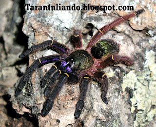 TaRaNtULiAnDo: Que son las Tarantulas