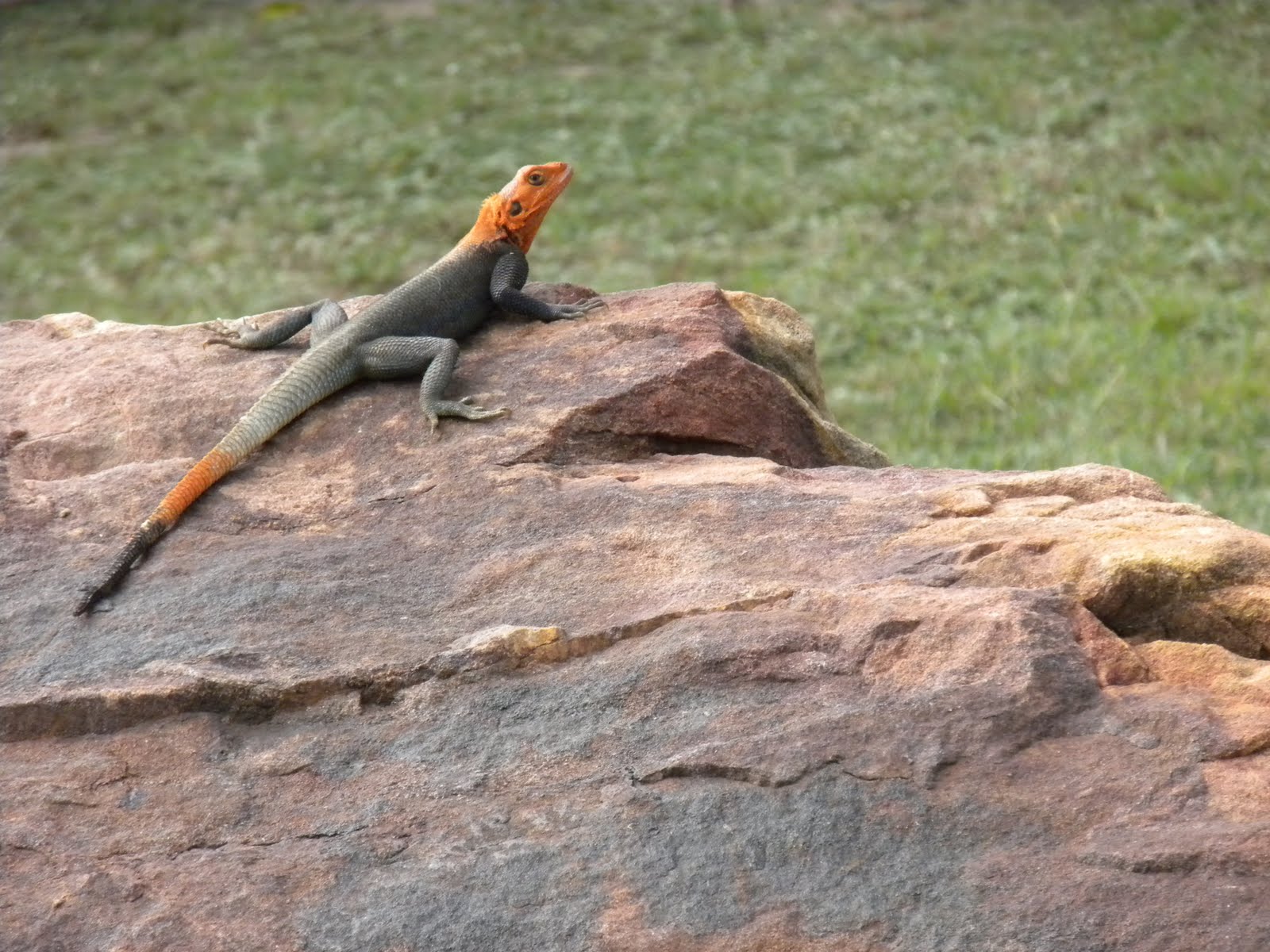 One Couple's Adventure in Africa: Leapin Lizards!