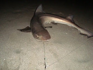 CAZADORES TODO TERRENO: A la pesca del toyo