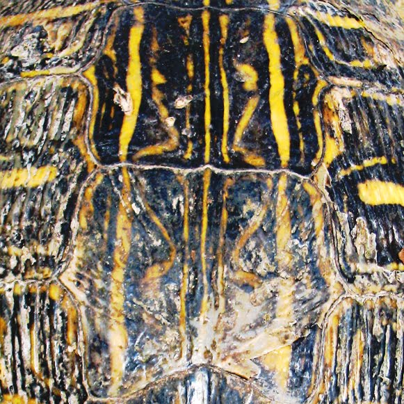 the flowerweaver: March 2010