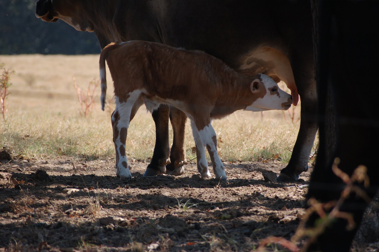 Becky's Barnyard: My New Baby Calf