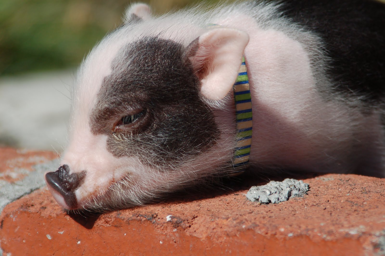 Special Edible: Introducing Bacon, the Area's New Food Superstar