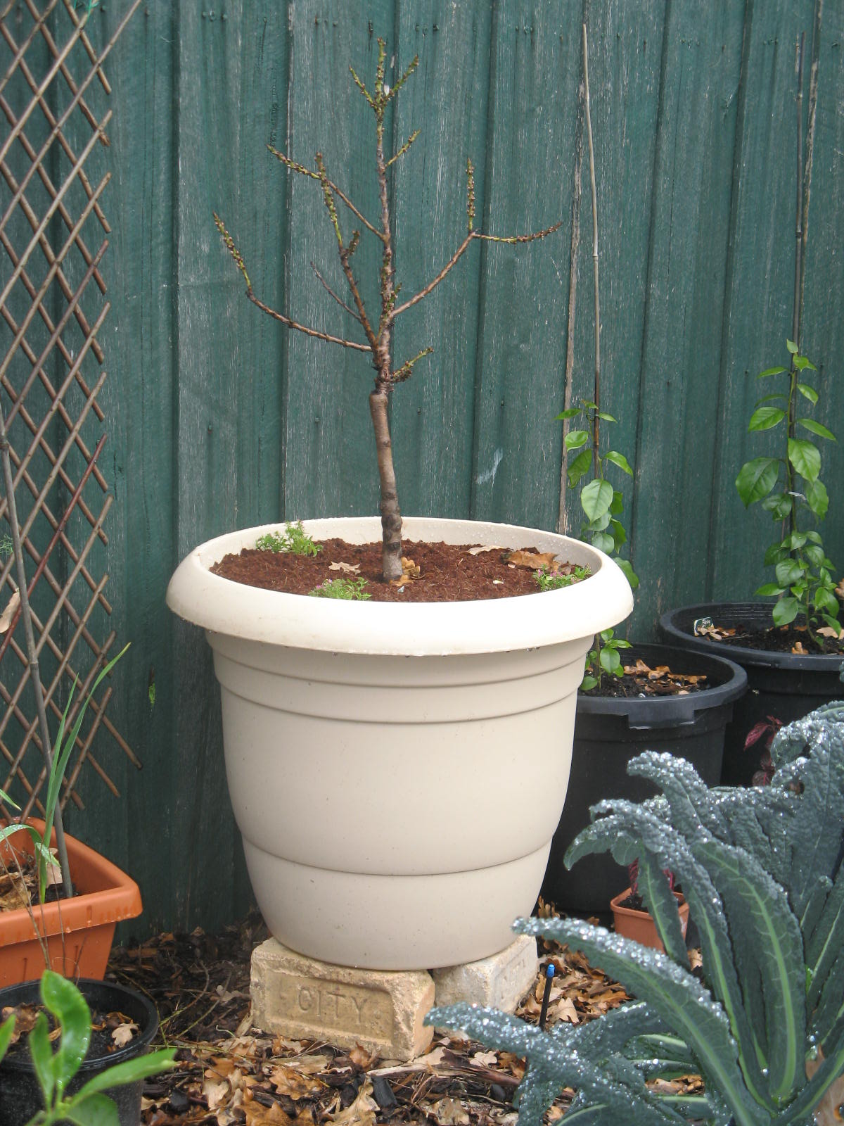 Gina's blog: Nectarine tree