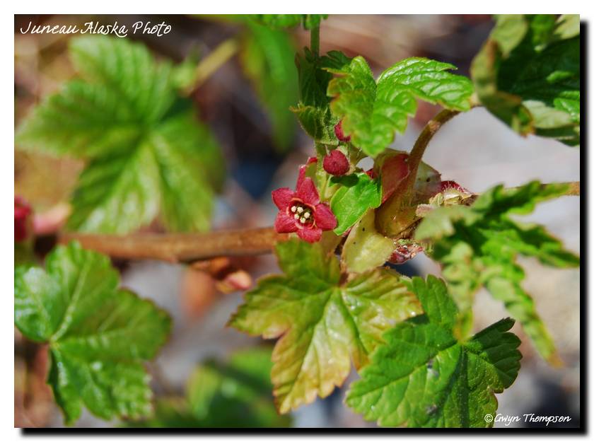 Juneau Alaska Photo: Northern Red Currant