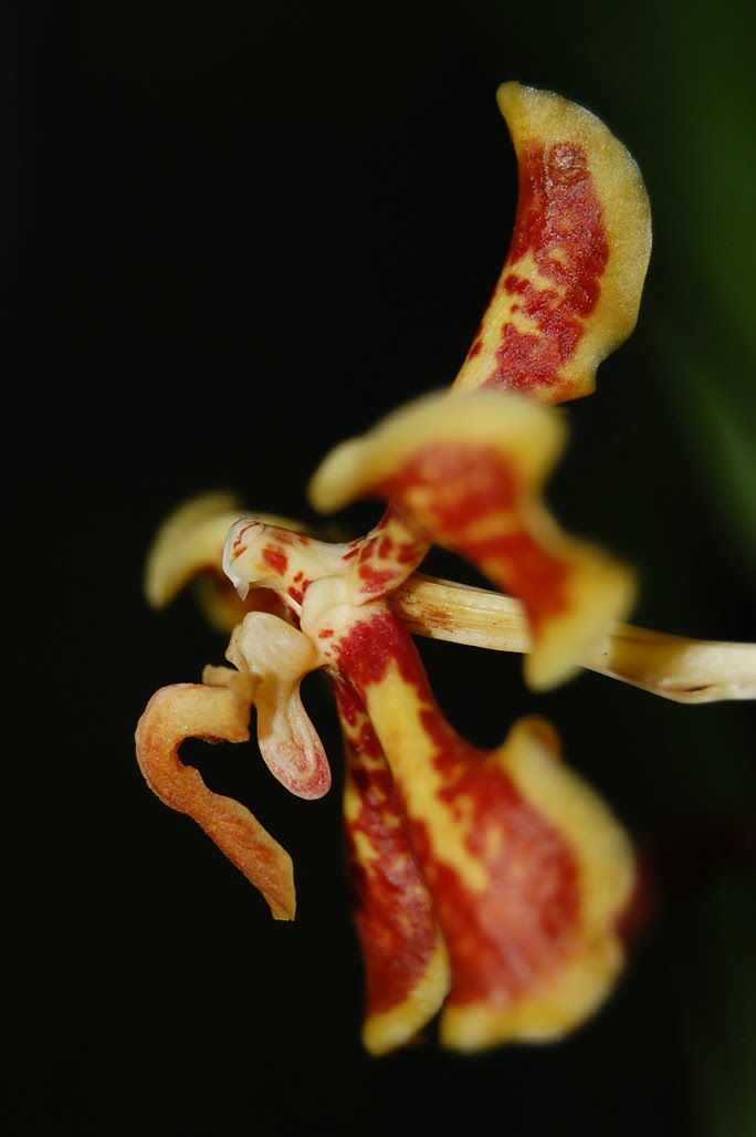 david's orchid species: Vanda arcuata J. J. Sm. 1907