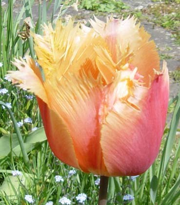 Tina's Kitchen: May 2010