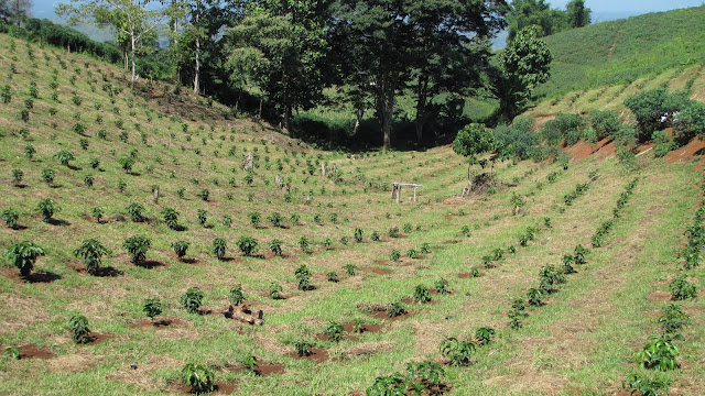 Coffee Webinar and Coffee Farm Seminar This October 2010 | BLOG-PH.com ...