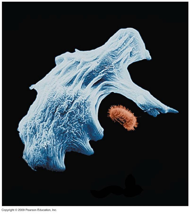 Biodiversidad amibiana: Las amibas de vida libre