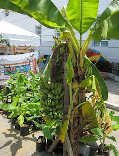 Alamat ng Saging - The Filipino Rambler