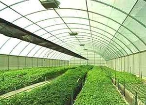 Una breve reseña de los invernaderos y sus ventajas. ~ AGROSTART