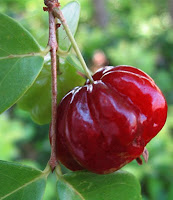 Flavors of Brazil: Pitanga fruit - An exotic beauty