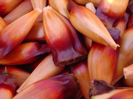 Flavors of Brazil: The Pinhão - Brazil's "Pine nut on steroids"