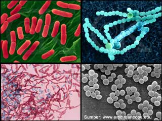 GUDANG BIOLOGY: Bacteria