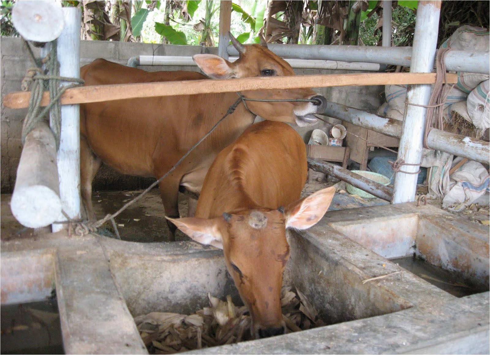 ELSAR NAGEKEO INSTITUT: Potensi Peternakan