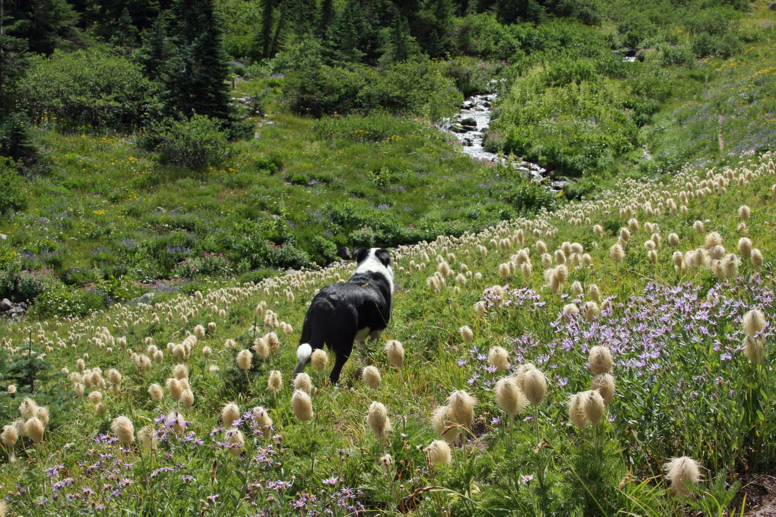 Linda's Lens: Flower Power - Pinnacle Ridge Trail