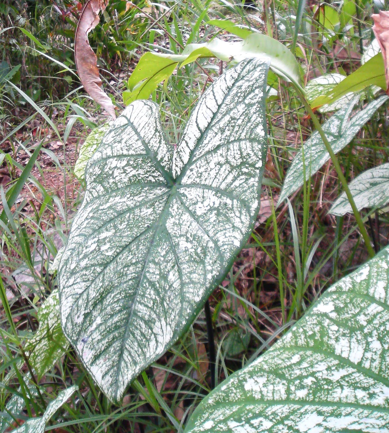 my Kambatik Botanic Garden: Caladium bicolour ( Angel's Wings)