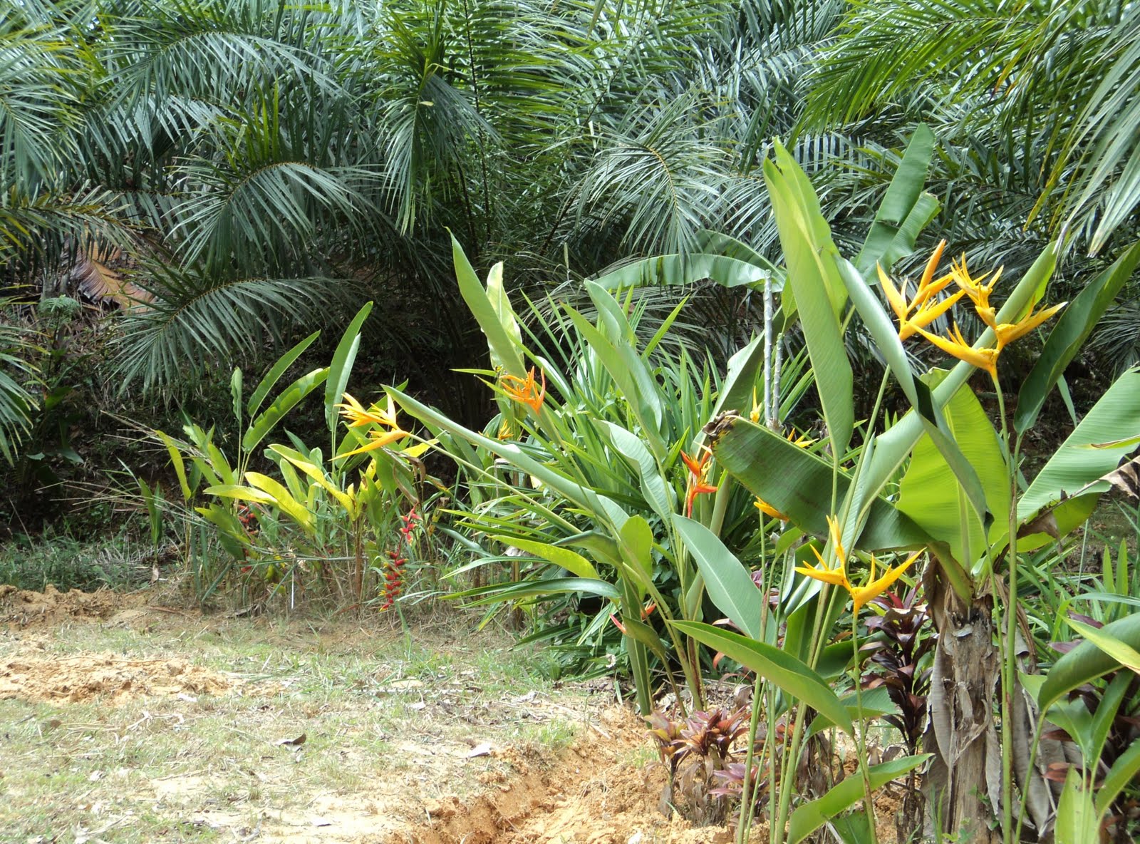 my Kambatik Botanic Garden: Aquatic plants collection project