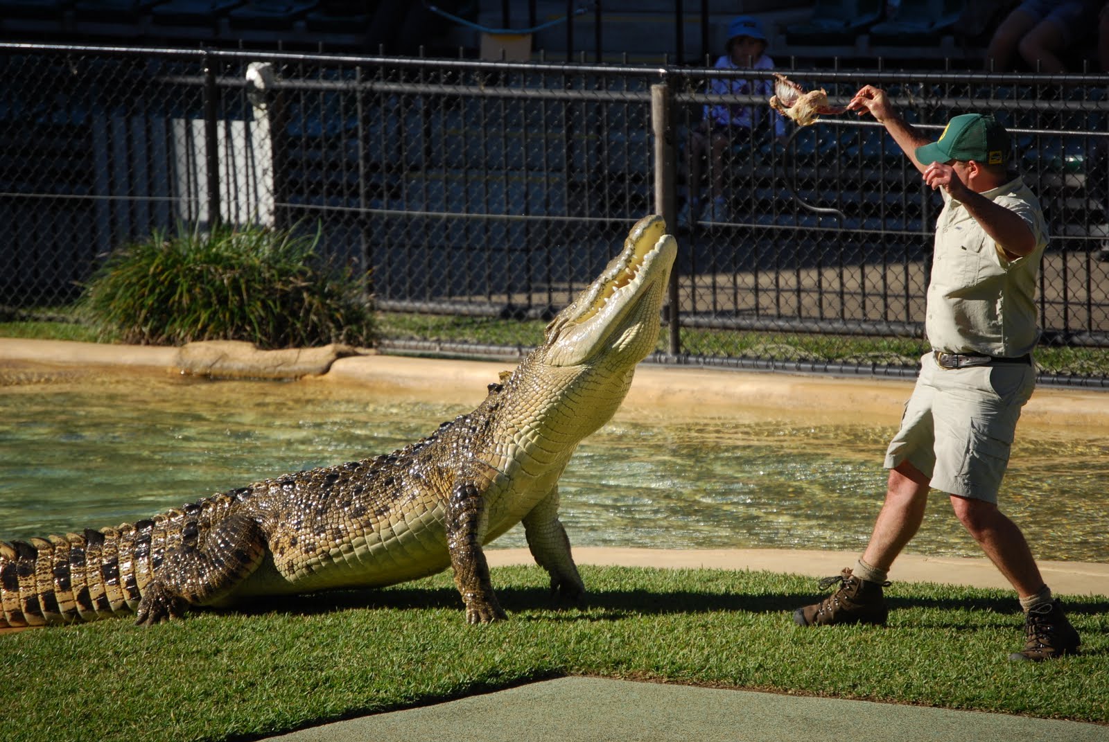 Viva Australia!: Crocodile hunters….