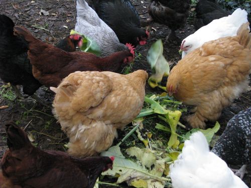 Alaskan Chickens: Chicken Food