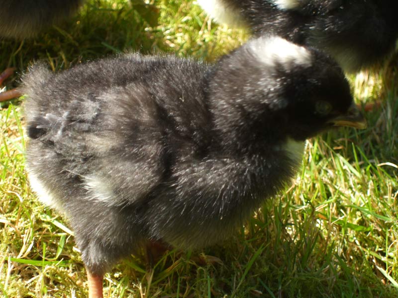 Alaskan Chickens: Baby Chicks Arrive