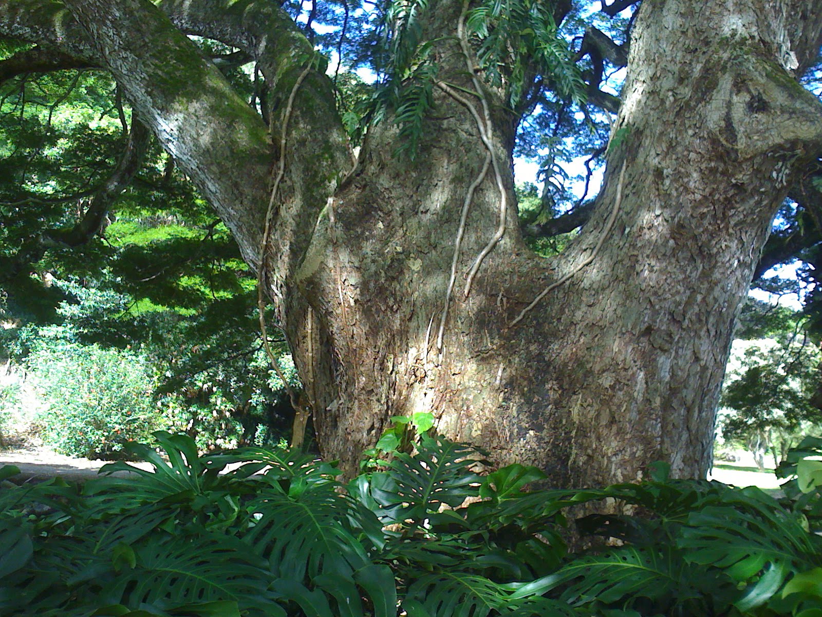 Alpenglo Local: Scenes from HOSW Gathering-Hawaii snapshots