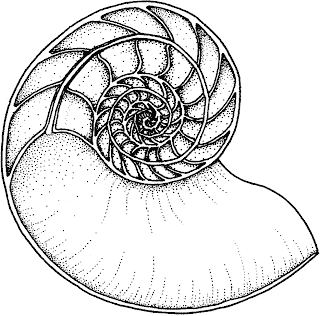 Nautilus: The Siphuncle