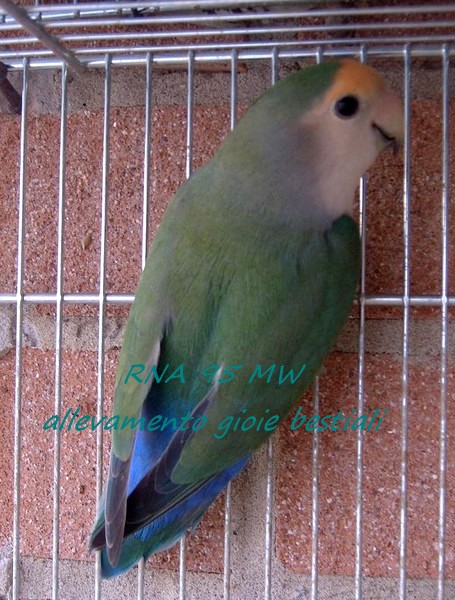 Gioie Bestiali Allevameno Inseparabili Roma