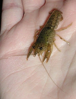 Daily Dose of Crayfish: Baby Update