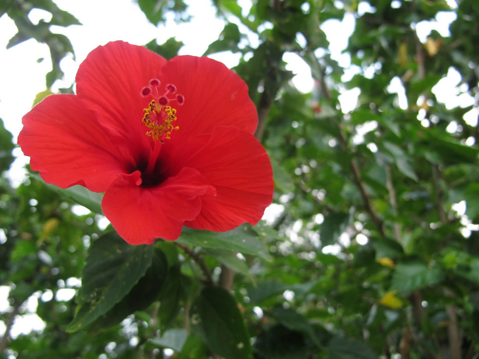 The Phlip Side: Philippine Flora