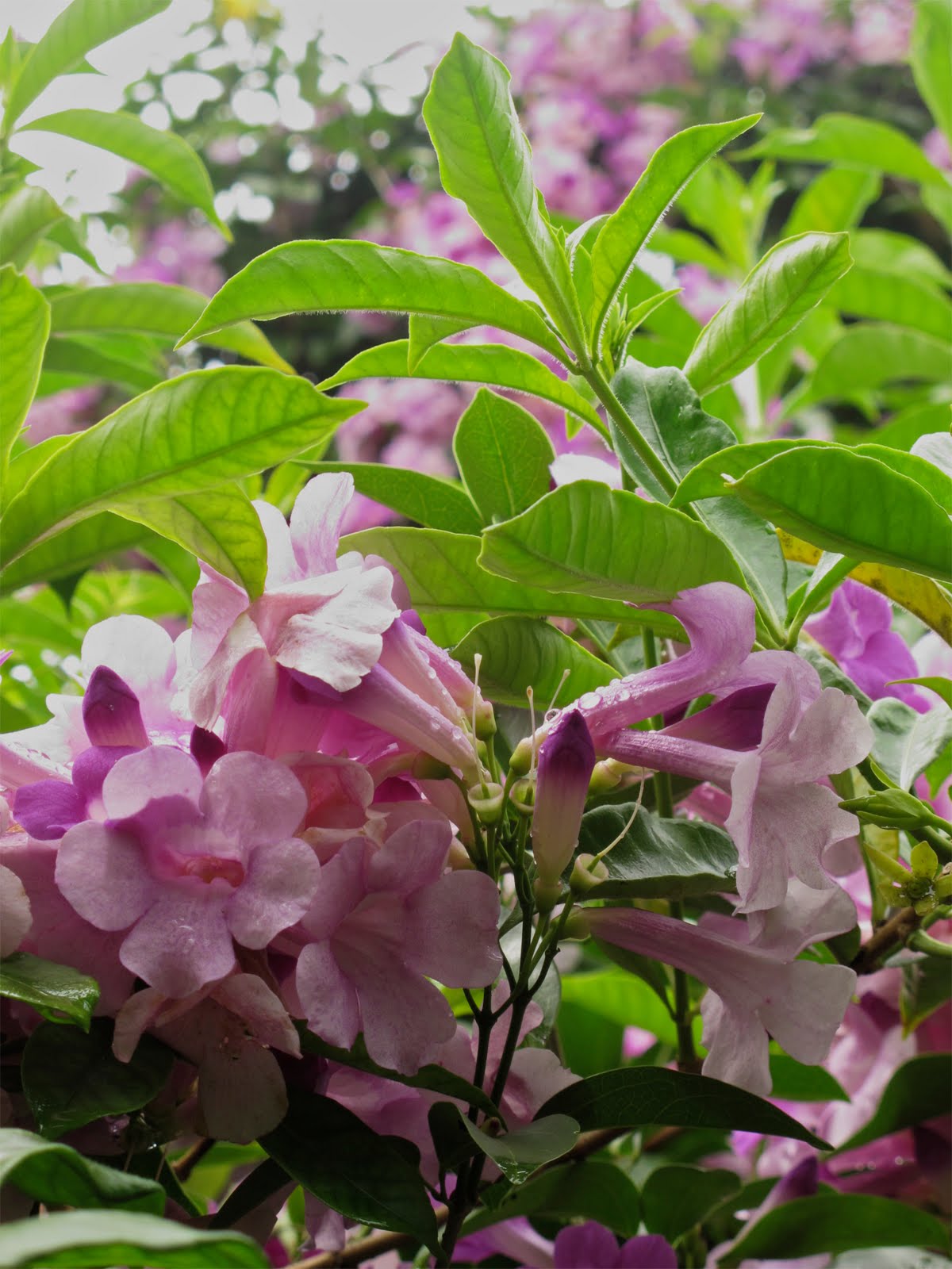 The Phlip Side: Philippine Flora