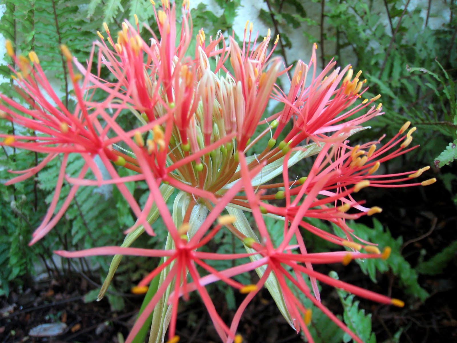 Fotografías y mas: Exotica Flor III