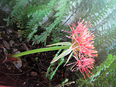 Fotografías y mas: agosto 2010